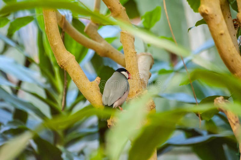 Java Sparrow at a Wildlife Centre in England Stock Image - Image of ...