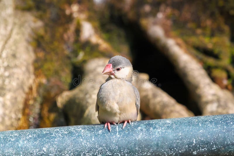 Java sparrow stock photo. Image of portrait, passerine - 50405512