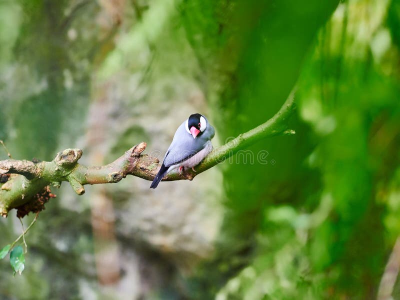 Java Sparrow at zoo stock image. Image of finch, colorful - 100708165