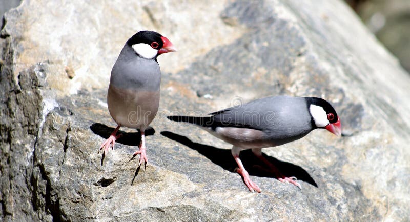 Java Sparrows stock image. Image of padda, beak, park - 31995833