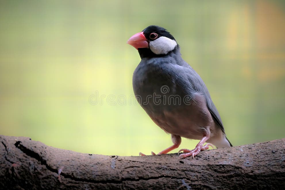 Java Sparrows (Padda Oryzivora) Perching on a Branch Stock Photo ...