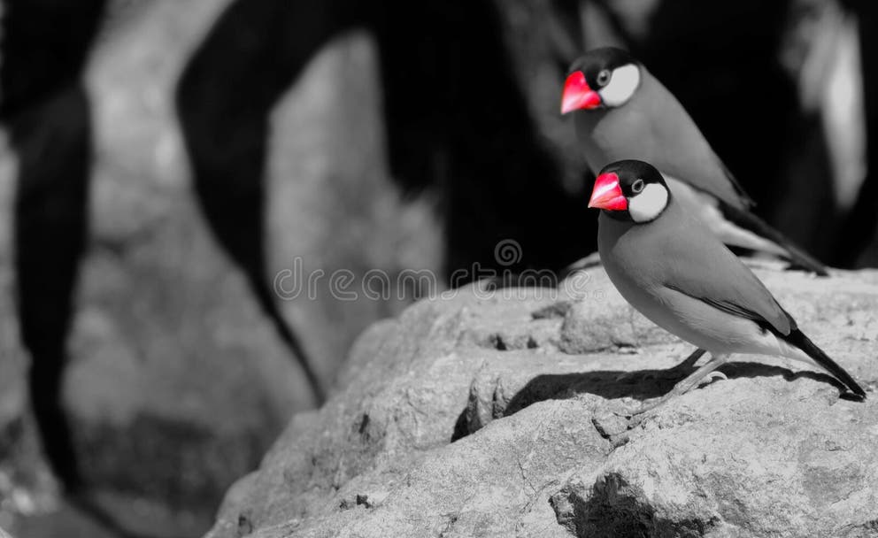Java Sparrows (Padda Oryzivora) Stock Image - Image of beak, pair: 31532577