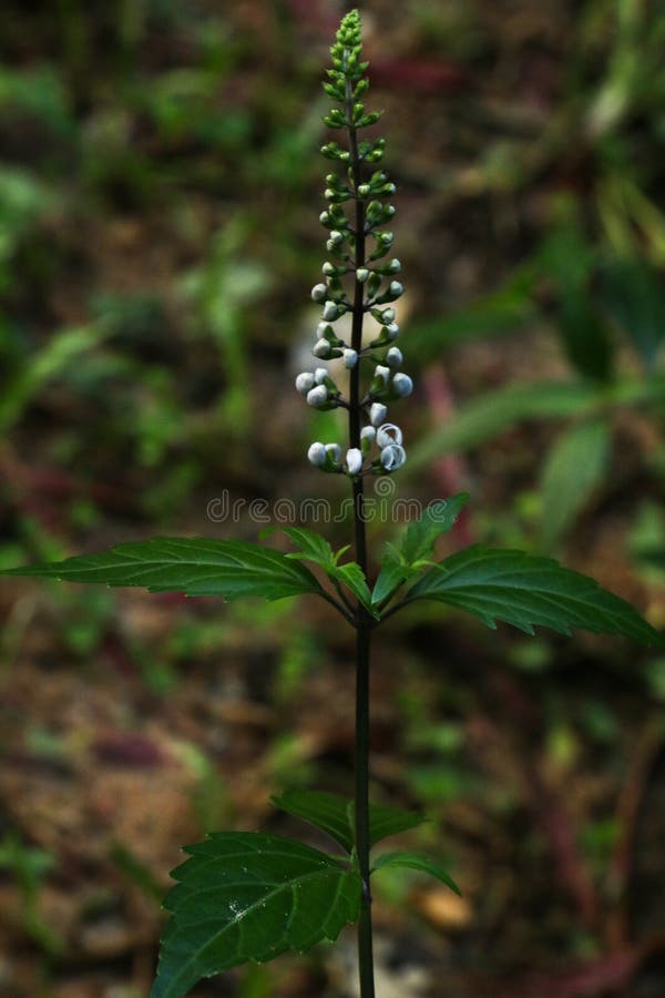 Java Tea at Garden Close Up Stock Photo - Image of cats, blossom: 133690910
