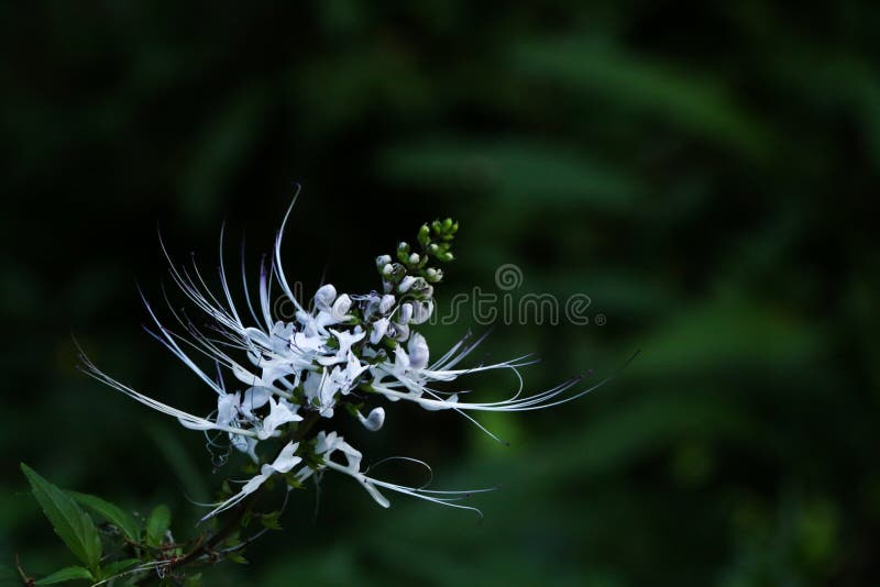 Java Tea at Garden Close Up Stock Photo - Image of outdoor, floral ...