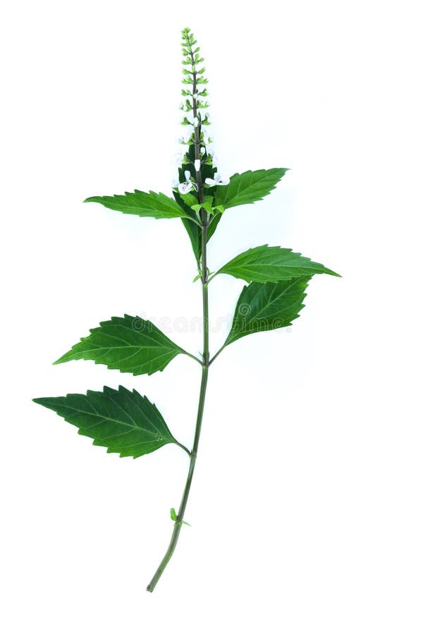 Java Tea White Background in Studio Stock Photo - Image of lower ...