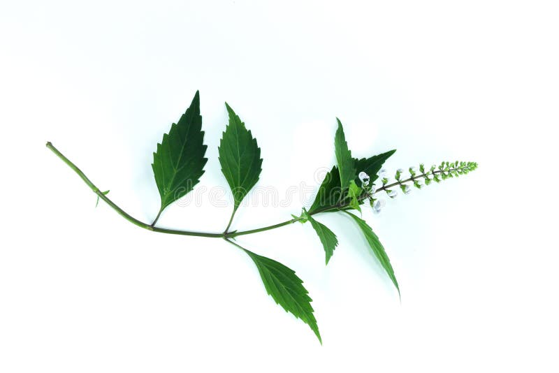 Java Tea White Background in Studio Stock Photo - Image of grandiflorus ...