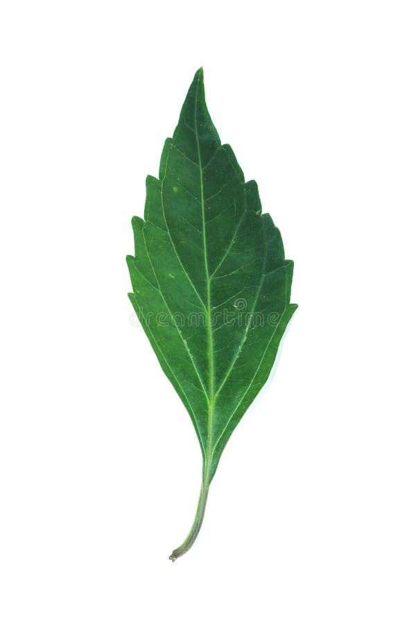 Java Tea White Background in Studio Stock Image - Image of orthosiphon ...