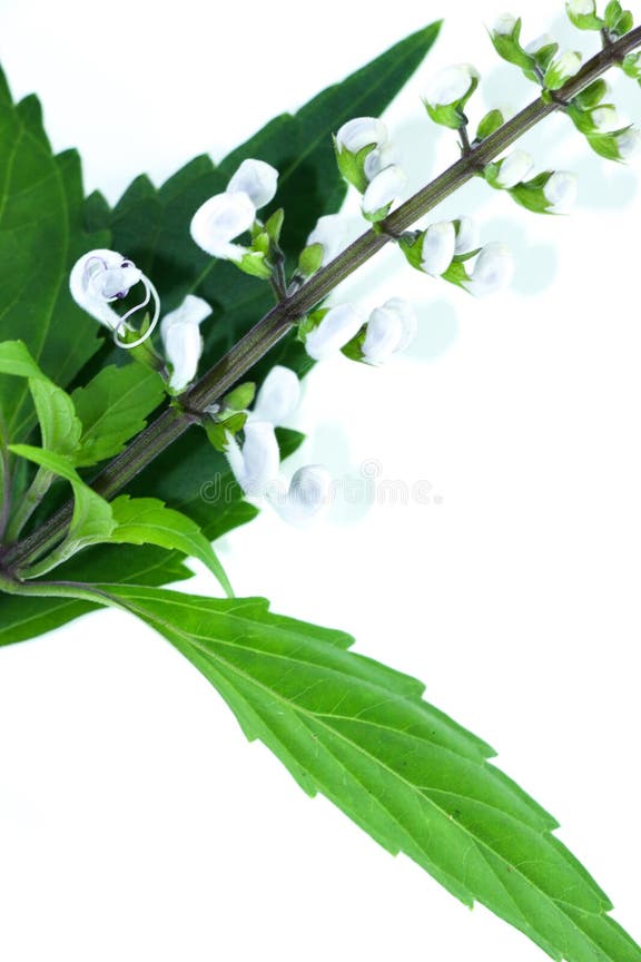 Java Tea White Background in Studio Stock Image - Image of lamiaceae ...