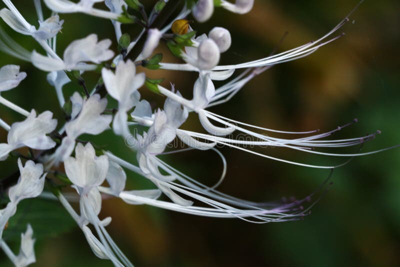 Java Tea at Garden Close Up Stock Image - Image of beauty, java: 133691053