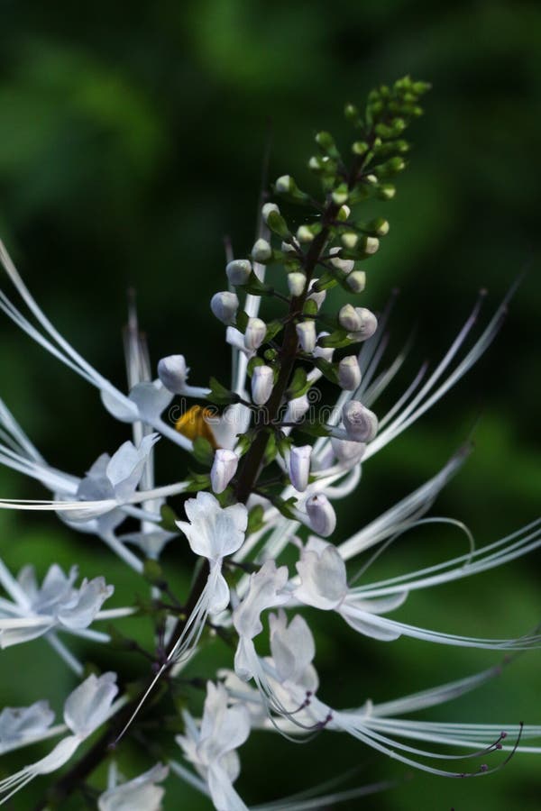 Java Tea at Garden Close Up Stock Photo - Image of herbal, outdoor ...