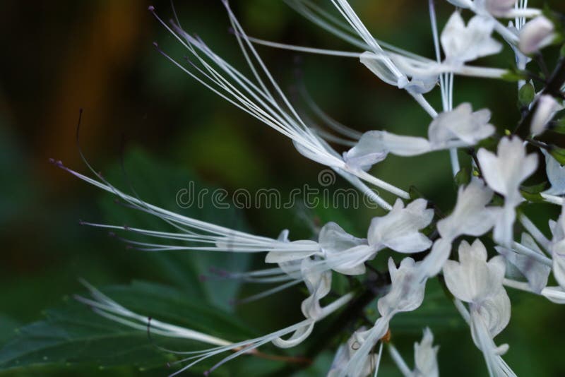 Java Tea at Garden Close Up Stock Photo - Image of green, nature: 133691066