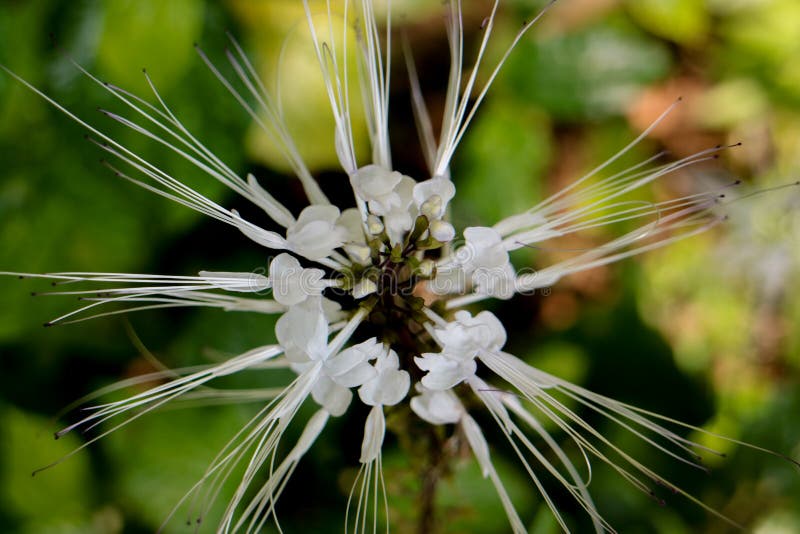 Java teaclose up in garden stock image. Image of blossom - 159411689