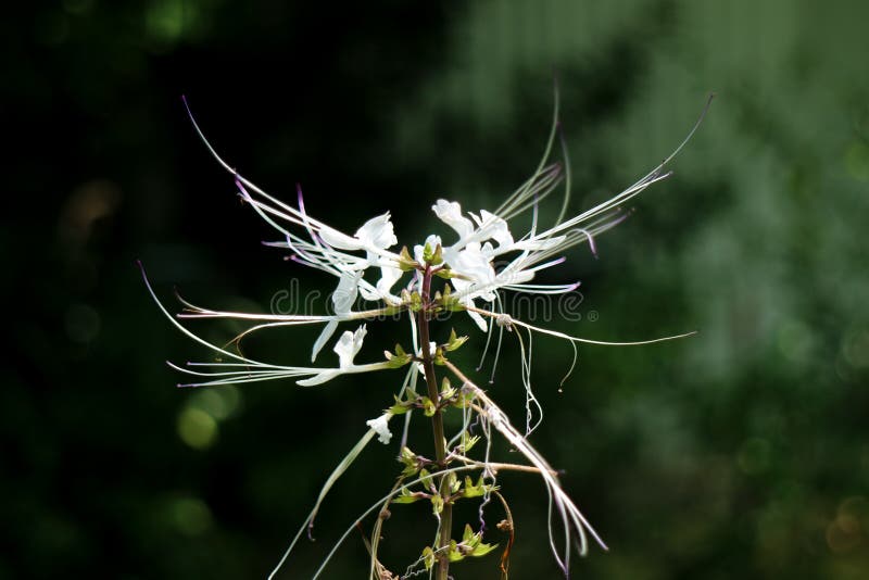 Java teaclose up in garden stock image. Image of blossom - 159411633