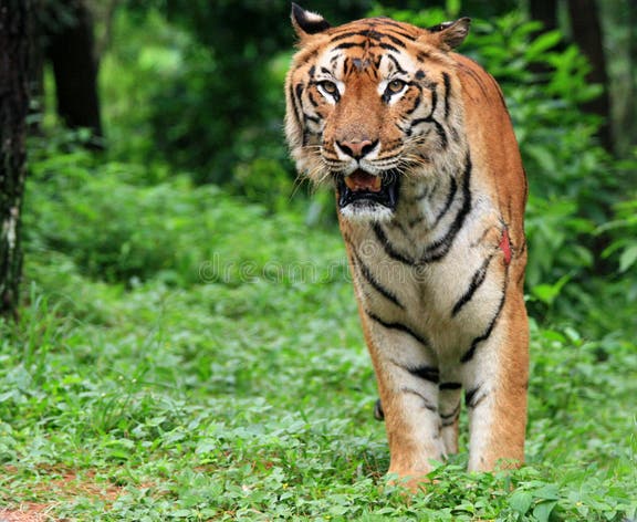 Java Tiger stock image. Image of bright, tigers, yellow - 3999629