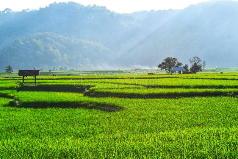 Java view stock image. Image of sawah, field, view, landscape - 165396885