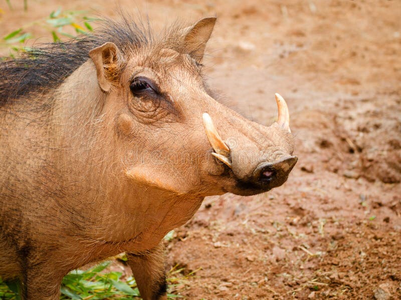Javali africano foto de stock. Imagem de javali, wildlife - 30772102