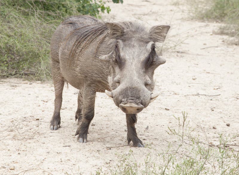 Javali africano imagem de stock. Imagem de morno, vivo - 33802375