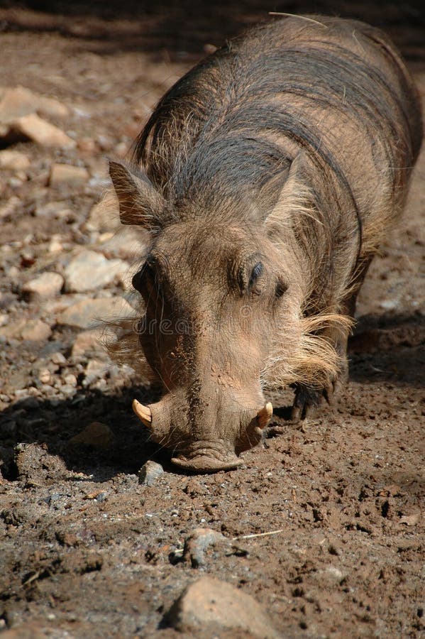 Javali Africano (africanus Do Phacochoerus) Foto de Stock - Imagem de ...