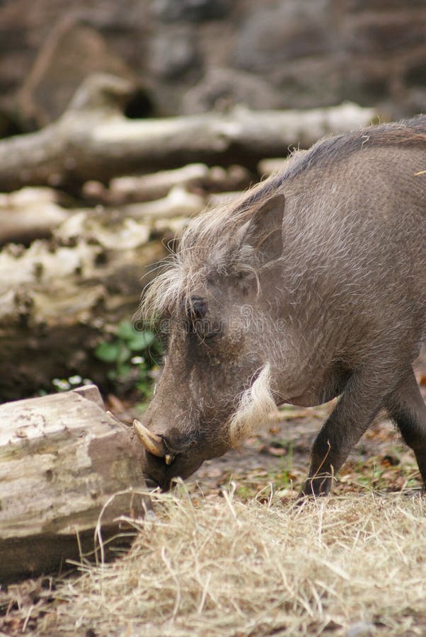 Javali Africano Peludo De Tusked Que Anda Ao Longo Da Terra Foto de ...