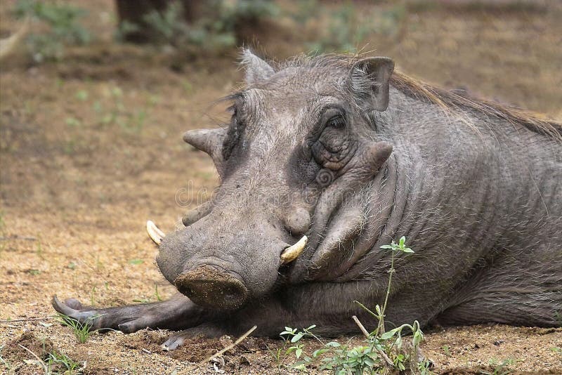 Javali Africano (africanus Do Phacochoerus) Imagem de Stock - Imagem de ...