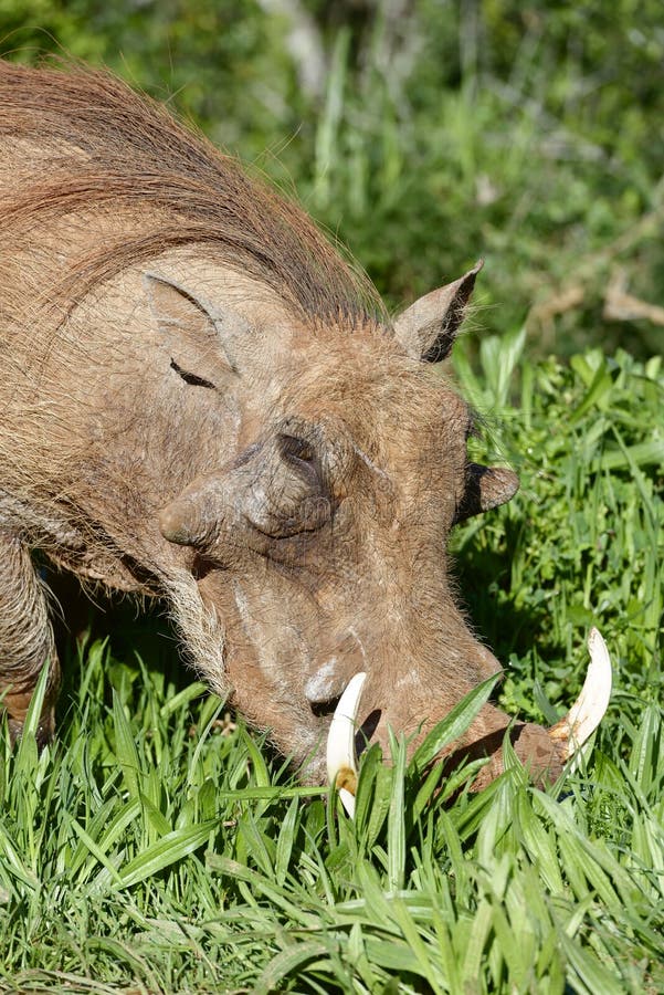 Javali Africano Comum, Addo Elephant National Park Foto de Stock ...