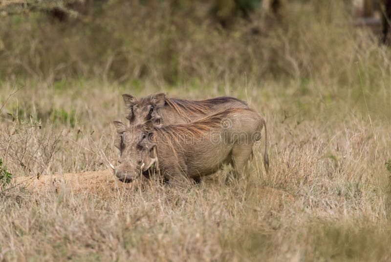 Javali Africano Comum - Africanus Do Phacochoerus Imagem de Stock ...