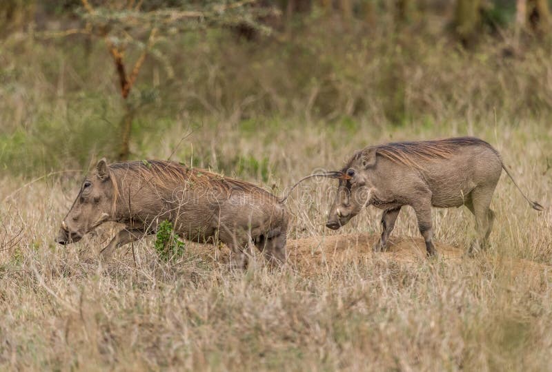 Javali Africano Comum - Africanus Do Phacochoerus Imagem de Stock ...