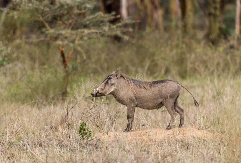 Javali Africano Comum - Africanus Do Phacochoerus Imagem de Stock ...