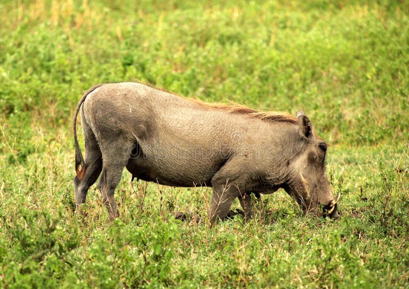 Javali Africano De Ngorongoro Foto de Stock - Imagem de grama, boca ...
