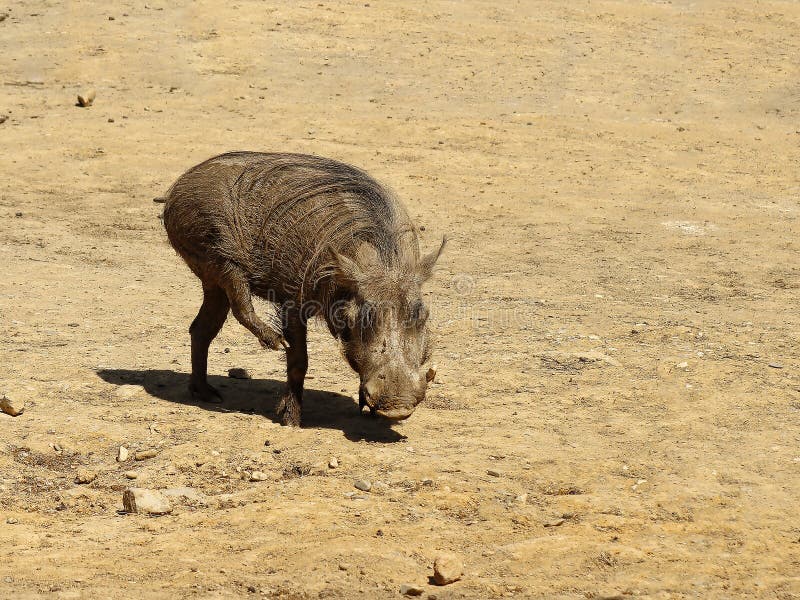 Africanus Do Phacochoerus Do Javali Africano Do Deserto Foto de Stock ...