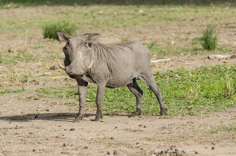 Javali Africano Na Reserva Do Jogo De Selous Foto de Stock - Imagem de ...