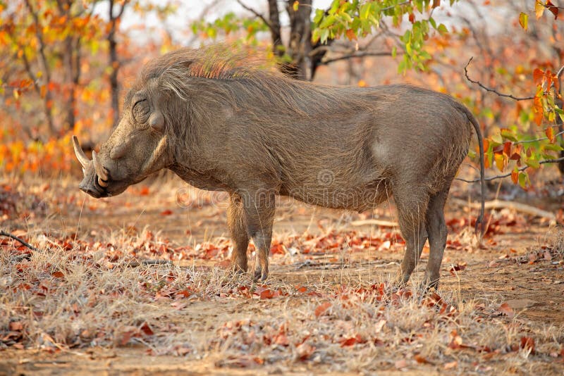 Javali Africano Na Grama Seca No Parque De Kruger Imagem de Stock ...