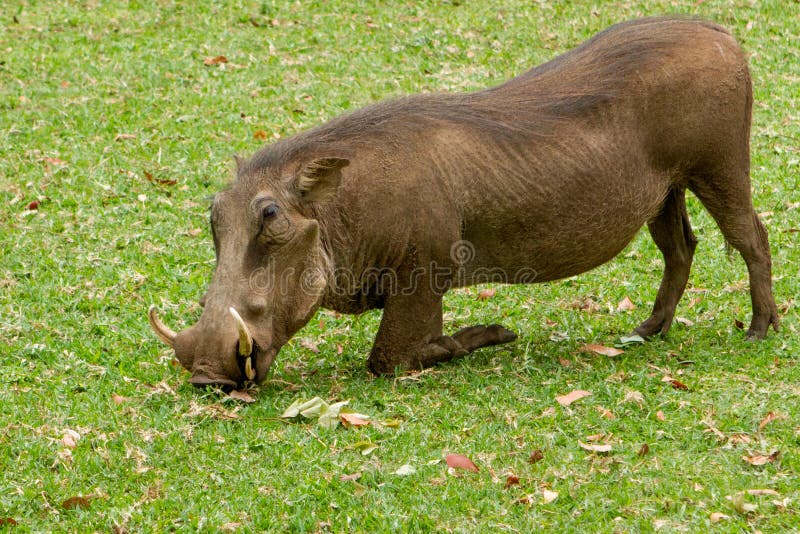 Javali Africano Que Ajoelha-se Para Pastar Foto de Stock - Imagem de ...