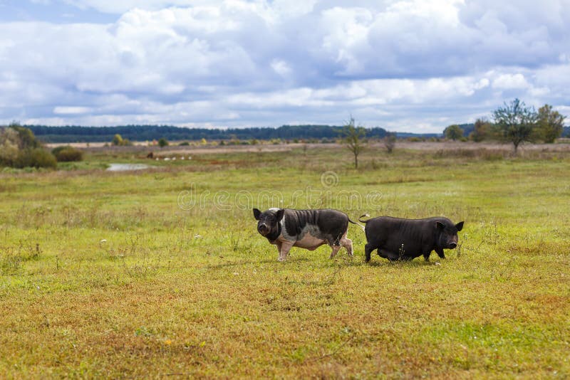 Javali e porco foto de stock. Imagem de rural, animal - 35675064