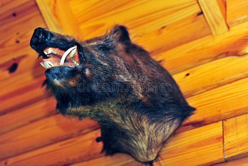 Javali Head Taxidermy Hanging on the Wall Stock Photo - Image of kitten ...