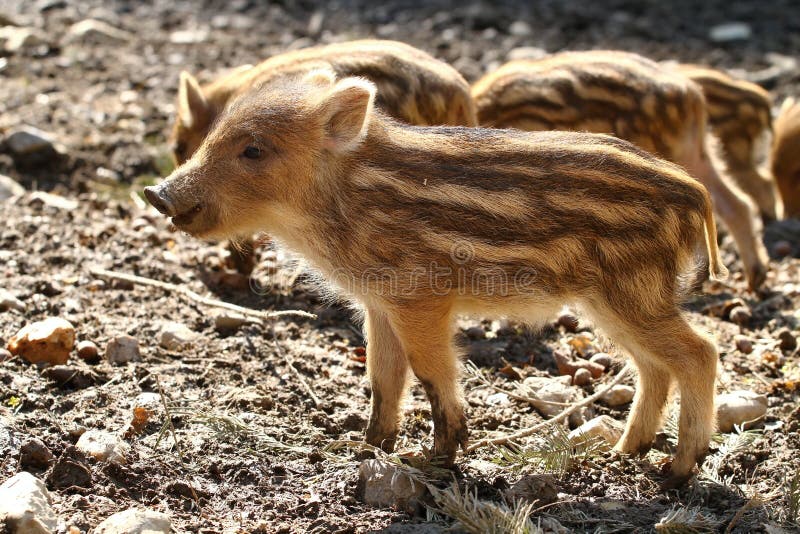 Javali pequeno imagem de stock. Imagem de pouco, porco - 53136119