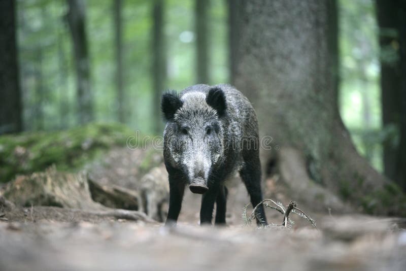Javali, scrofa do Sus foto de stock. Imagem de wildlife - 35926474
