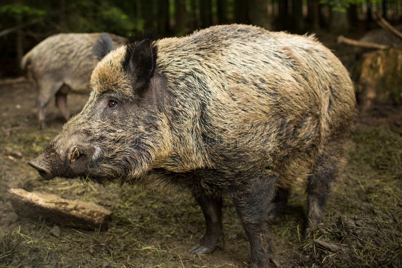 Javali (scrofa do Sus) imagem de stock. Imagem de dominante - 38447989