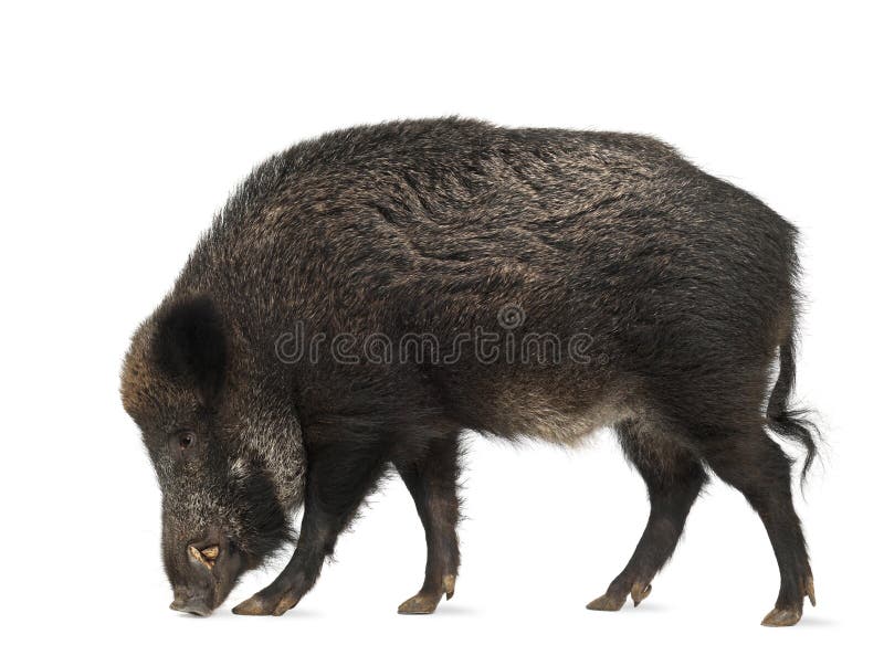 Javali, Scrofa Do Sus, 15 Anos Velho Foto de Stock - Imagem de branco ...