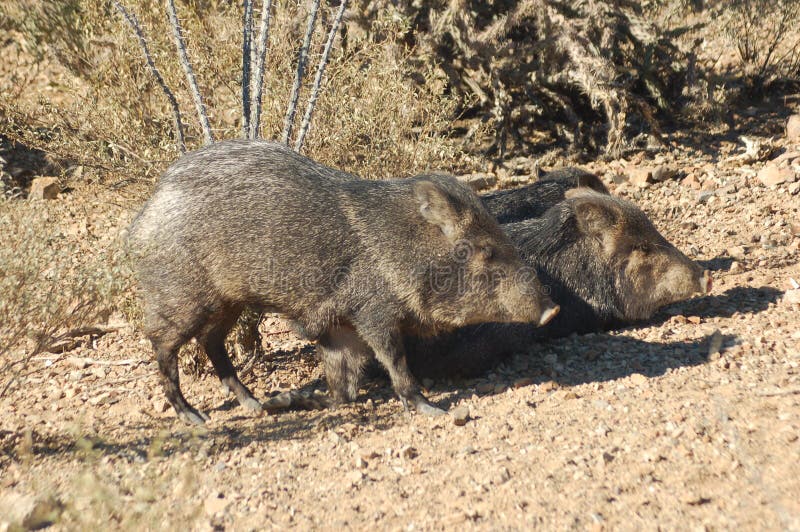 Javalinas stock photo. Image of wild, arizona, texas - 49676578