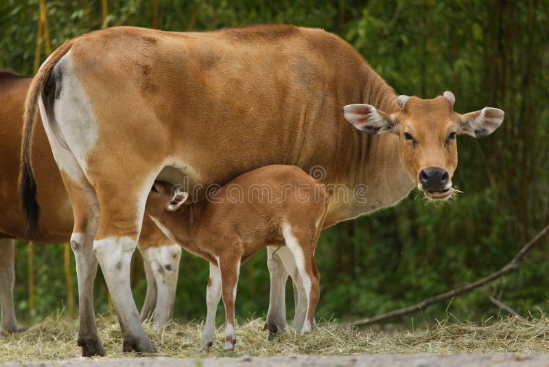 Javan-banteng Bos Javanicus, Alias Das Tembadau Stockbild - Bild von ...