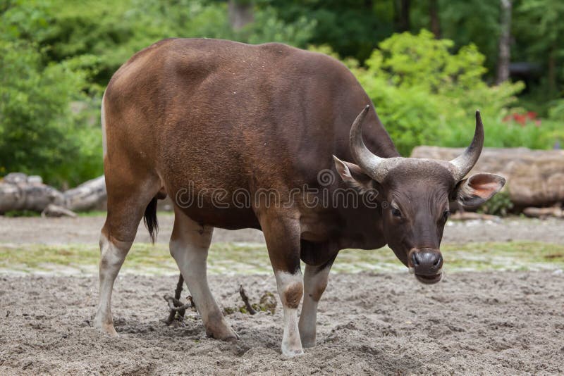 Javan Banteng Bos Javanicus Stock Photo - Image of artiodactyla ...