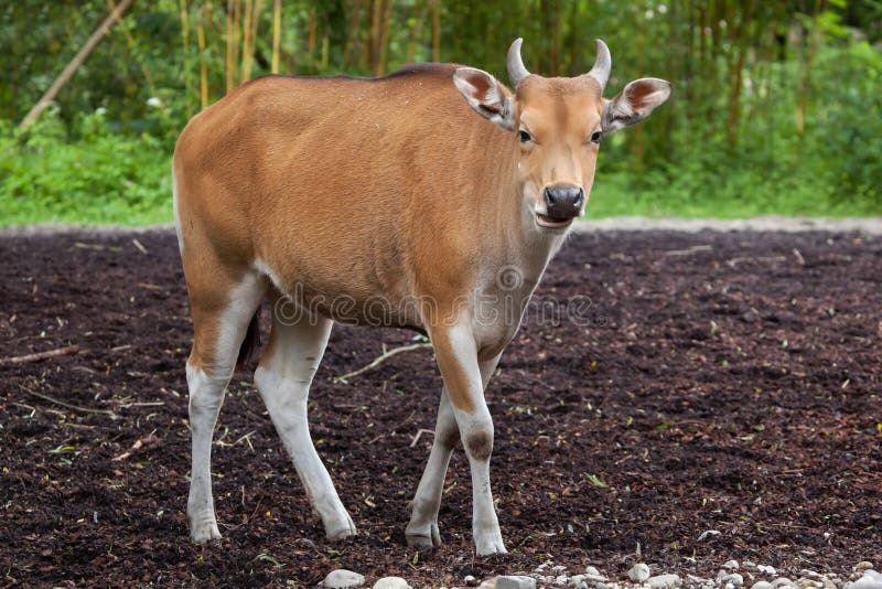 Javan Banteng Bos Javanicus Stock Photo - Image of asia, javan: 81810286