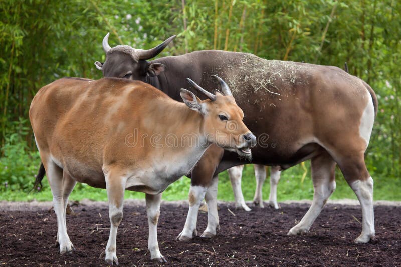 Javan Banteng Bos Javanicus Stock Photo - Image of buff, domestic: 82278534