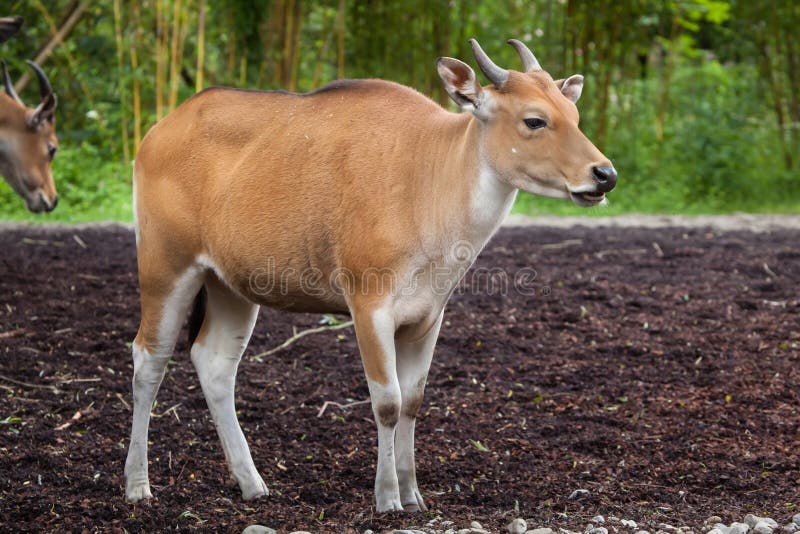 Javan Banteng Bos Javanicus Stock Image - Image of life, mammal: 82278671