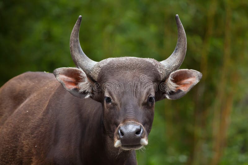 Javan Banteng Bos Javanicus Stock Image - Image of artiodactyla ...
