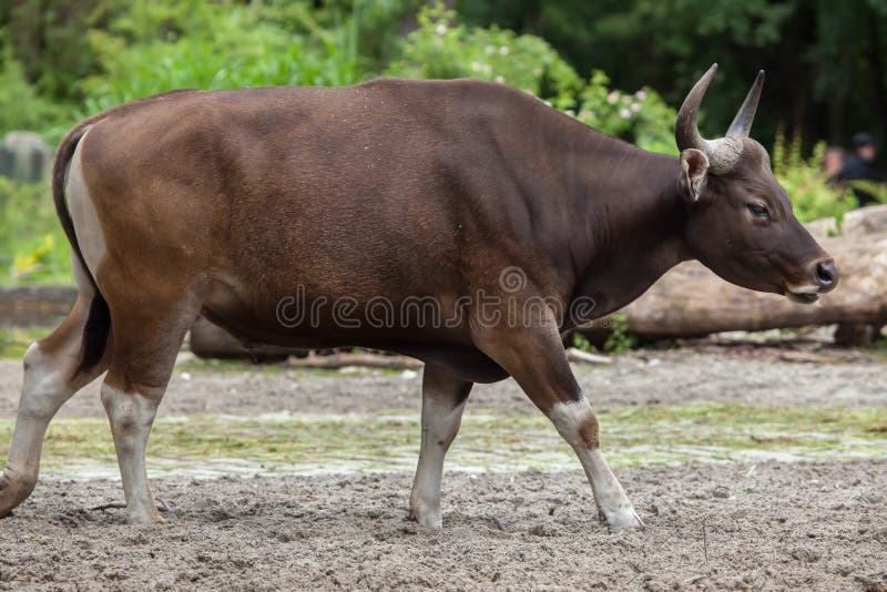 Banteng, Bos Javanicus or Red Bull is a Type of Wild Cattle Stock Image ...