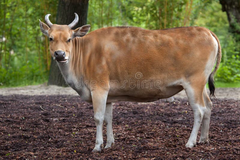 Javan Banteng Bos Javanicus Stock Photo - Image of domestic, mammal ...