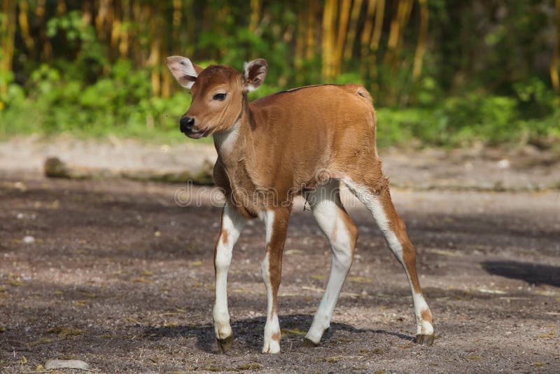 Javan Banteng Bos Javanicus, Also Known As the Tembadau Stock Photo ...