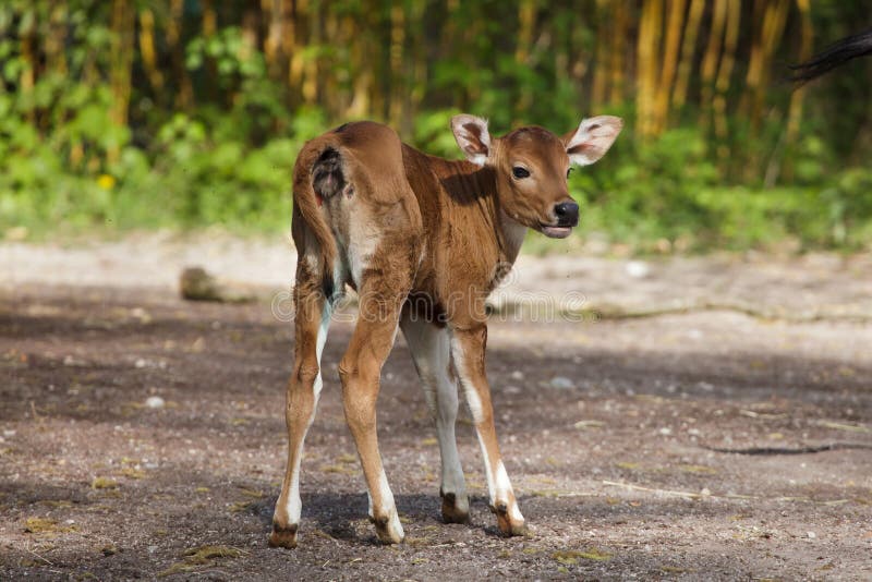 Banteng Cow / Bos Javanicus Stock Photo - Image of tree, animal: 82527114